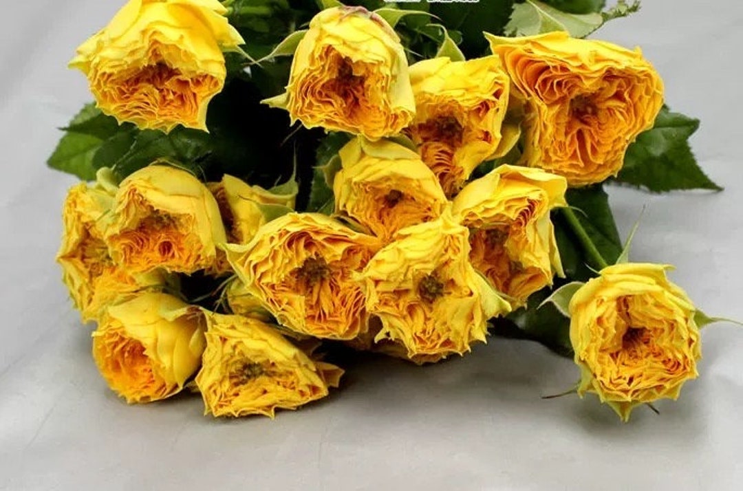 Rose Secret Sensation. 神秘感 - Etsy