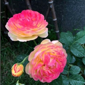 Rosomane Janon. 罗曼尼 詹森. Fragrance. Continue Blooming. France Rose. - Etsy