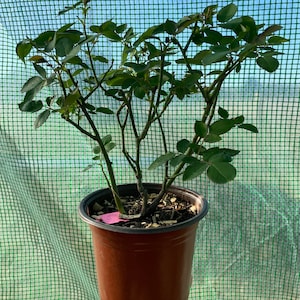 Sabrina 萨布丽娜 Climbing Rose. Continue Blooming. - Etsy