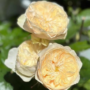 Rose Darlington. 达林顿 Own Root - Etsy