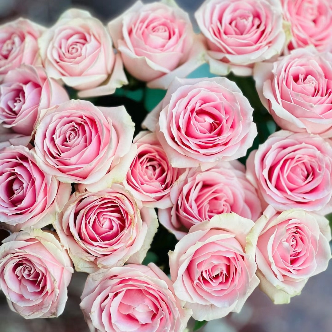 Pink Avalanche 粉红雪山 Pretty Cut Rose - Etsy