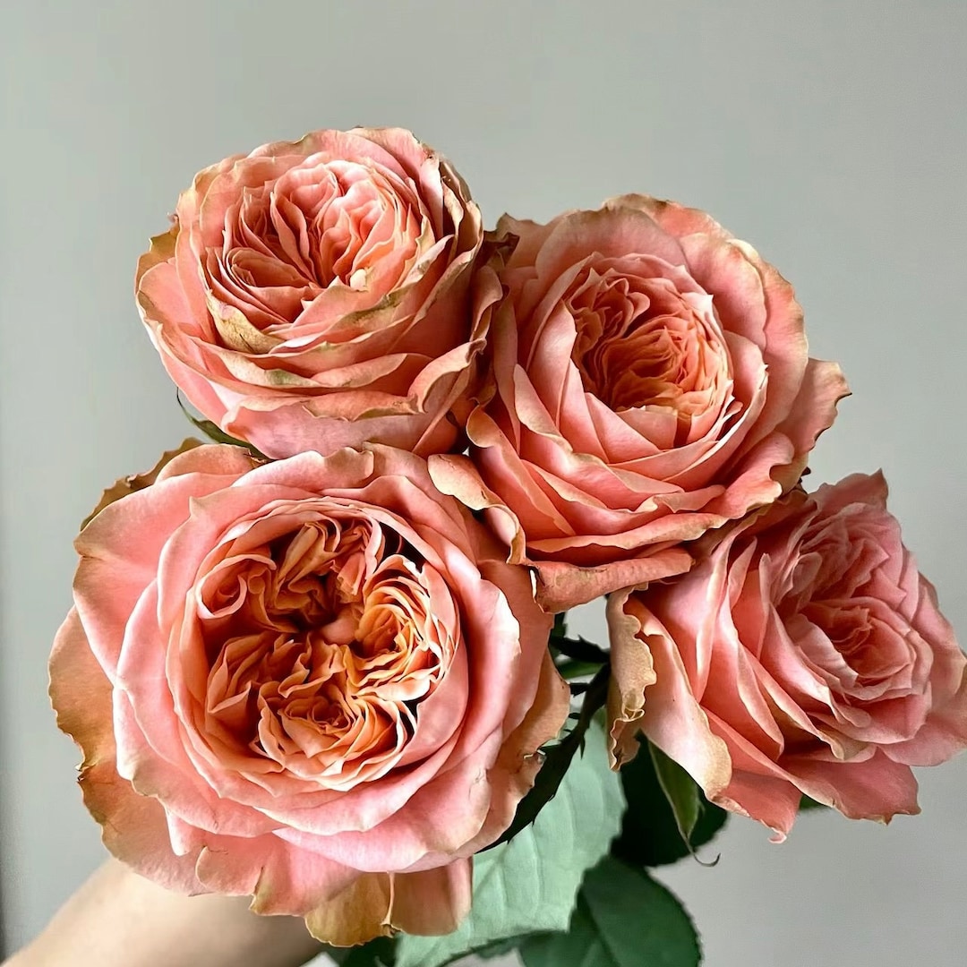 Rose Plant Peach Funky. 方可桃. Cut Rose. - Etsy