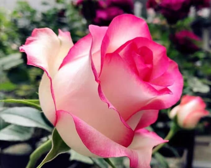 Red Cascade Rose - Etsy