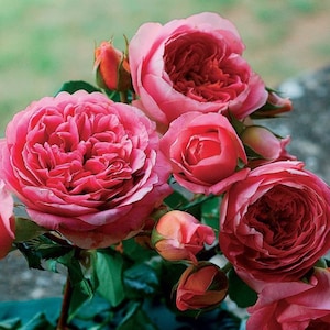 Rare New Rose. Red Juicy Terrazza. 红果汁，flower Machine. Continue ...