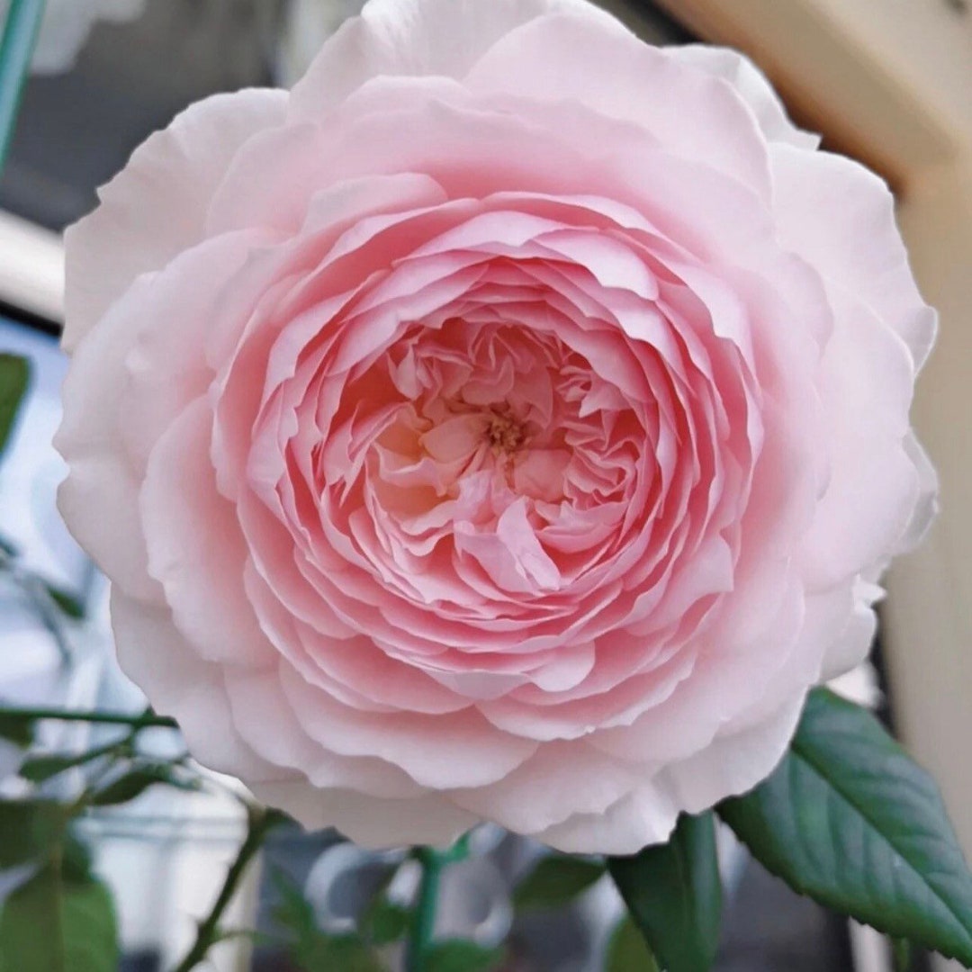 Misaki 美咲 Japanese Rose. Cut Rose. Continue Blooming. Big Flower ...