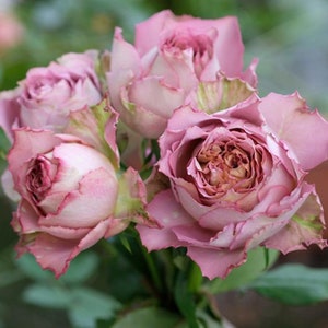 Japanese Rose. Nachuru Rose. 英伦节拍. 清茶 Fragrance. Continue Blooming ...