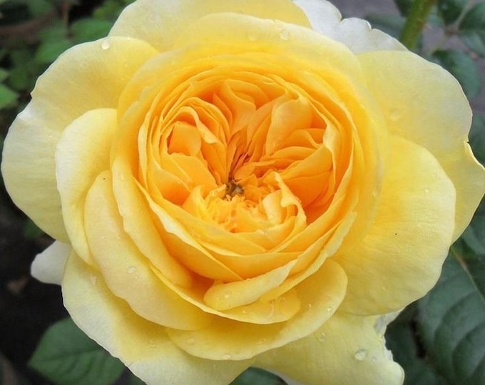 Yellow Julie Jeanne 圣女贞德 - Etsy