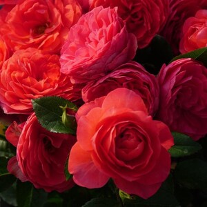 Rare New Rose. Red Juicy Terrazza. 红果汁，flower Machine. Continue ...