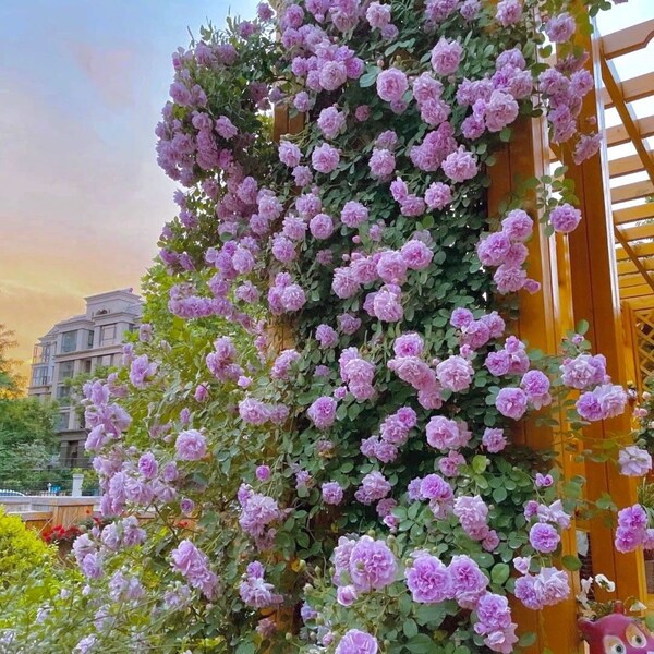 Climbing Roses - Etsy