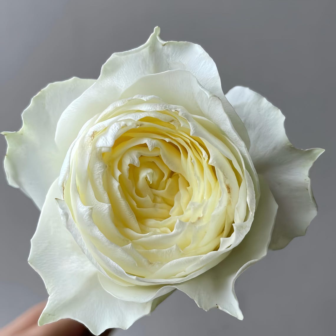 Rose Coldplay. 酷玩 Cut Rose. Live Plant - Etsy