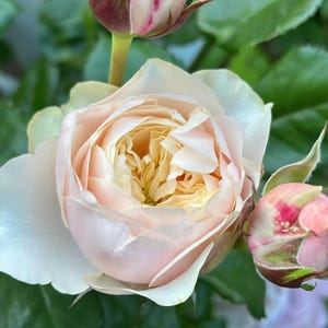 Rose Darlington. 达林顿 Own Root - Etsy