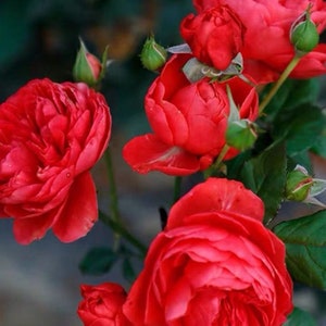 Rare New Rose. Red Juicy Terrazza. 红果汁，flower Machine. Continue ...