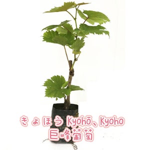Purple Kyoto Grape Plant. Live Plant. 巨峰葡萄苗/きょほう. Kyohō Grapes Plant ...