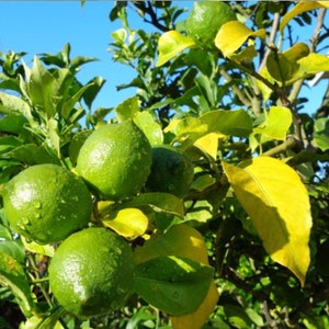 Perfume Lemon Tree for Sale. Seedless. Harvest All Year Long. Perfect ...