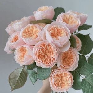 Chinese Julie. Wedding Cut Rose 明宫 - Etsy