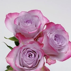 Glamorous+ 气场 Cut Rose. Continue Blooming. Own Root. - Etsy