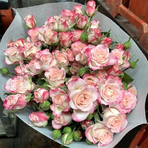 Dutch Cut Rose Reflex 折射泡泡 Continue Blooming - Etsy