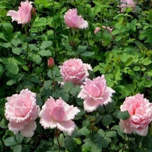 Sophie Rochas France Rose.索菲罗莎 Fragrance. Continue Blooming. - Etsy