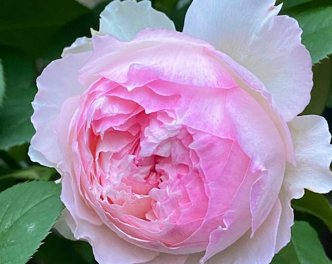 Rose M-Perzik ，M－ペルジーク 佩尔朱克 Strong fragrance. Pretty pink. Continue ...
