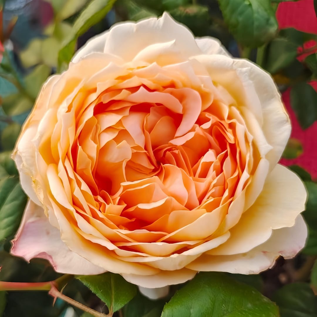 Rose Capri 卡普里 Cut Rose. 2 Year Old Live Plant Fragrance. - Etsy