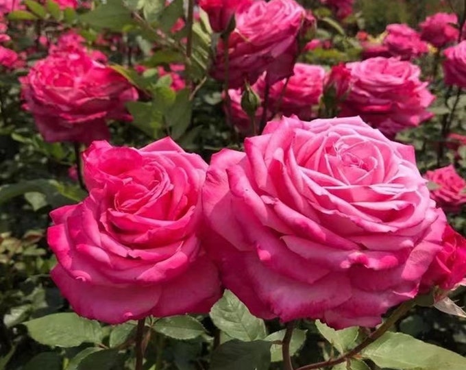 Chinese Rose. 桃灼蓝天. Fast Repeat Blooming. - Etsy