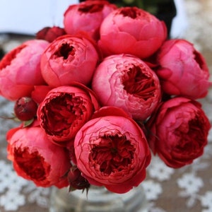 Pretty Chinese Rose. Zhushawan 朱砂碗. Lovely Color. Continue Blooming ...