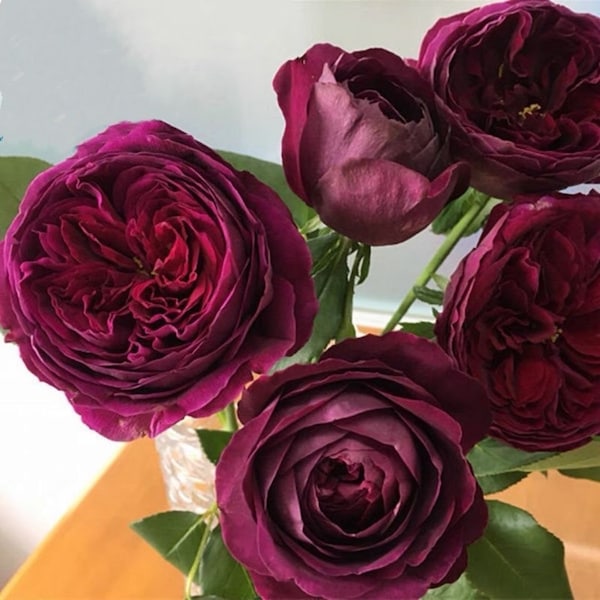 Royal Palace Rose - Etsy