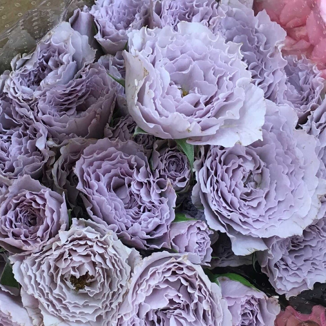 Rose RARE Libellula. リベルラ. 蜻蜓. 今井清. Continue Blooming. Fragrance. Own ...