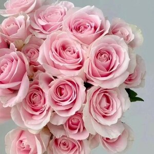 Pink Avalanche 粉红雪山 Pretty Cut Rose - Etsy