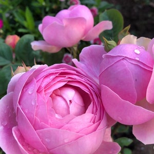 Rose Momoka. 桃香 Lovely Bun Flower. Own Root. - Etsy