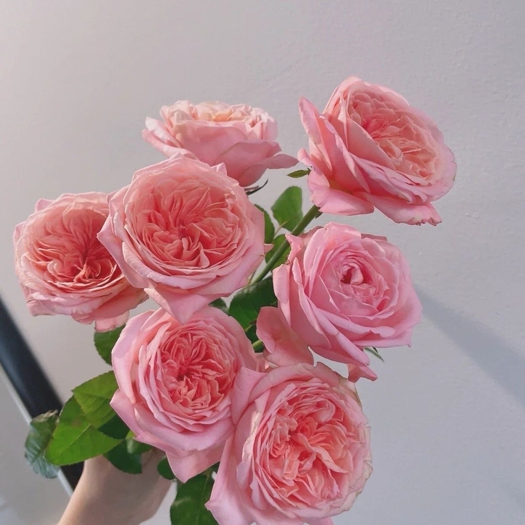 Rose London Eye. 伦敦眼. Rare Rose. Own Root. Cut Rose. Light Fragrance ...