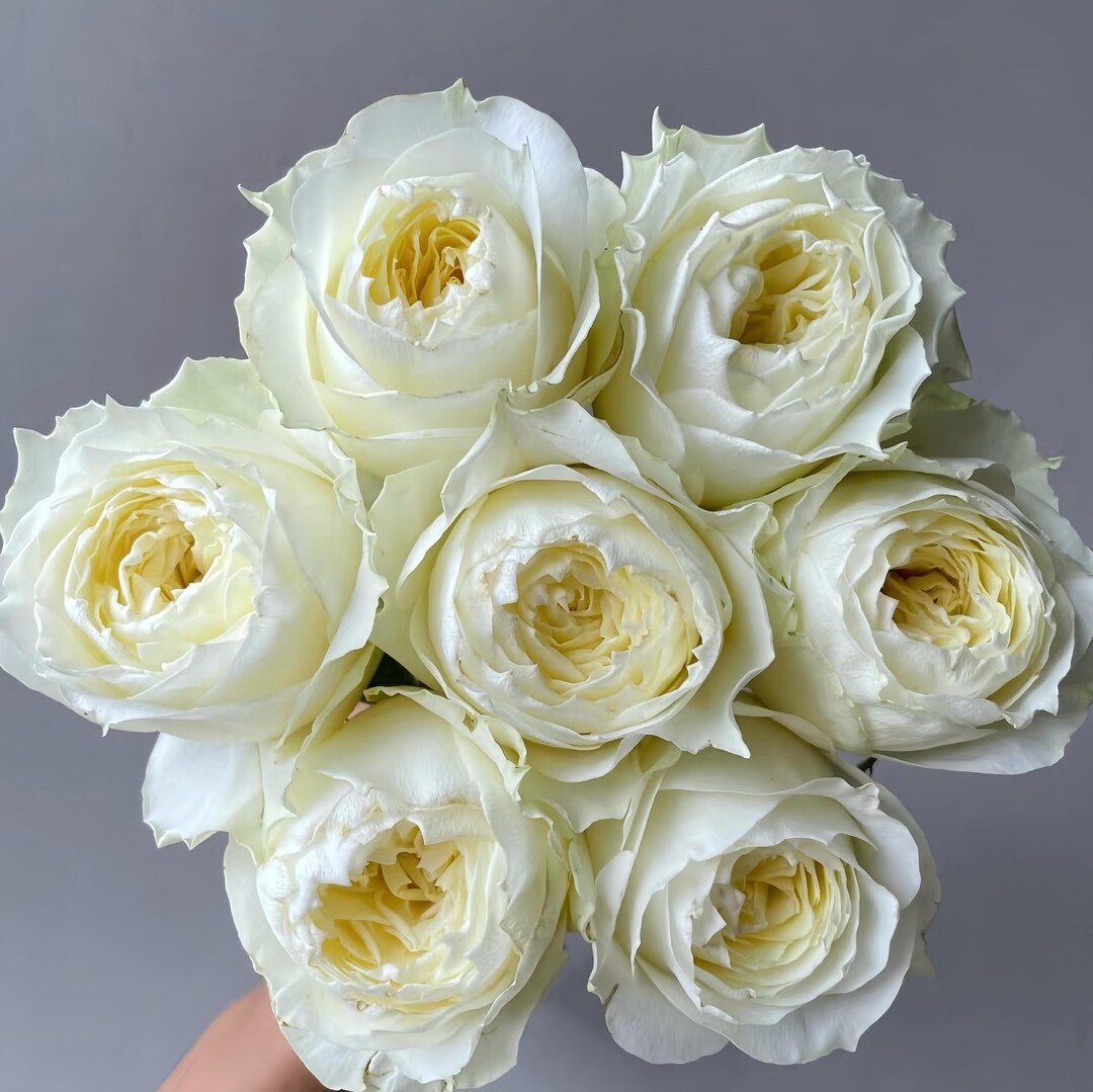 Rose Coldplay. 酷玩 Cut Rose. Live Plant - Etsy