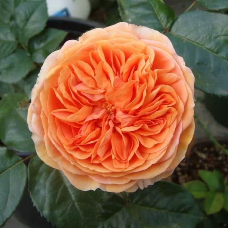 German Rose - Etsy