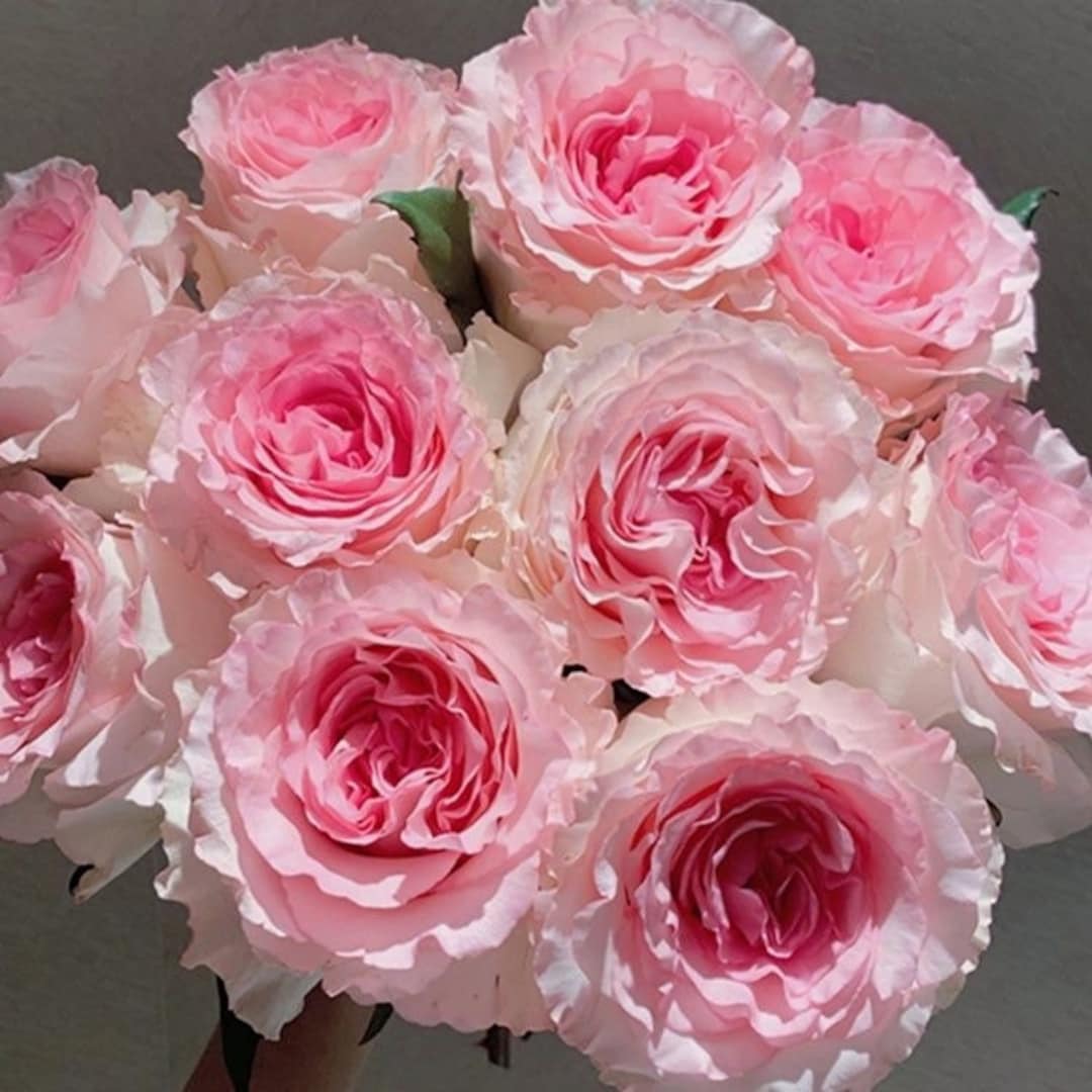 Goddess of the Luo River 洛神 Edible. Cut Rose. Continue Blooming.own ...