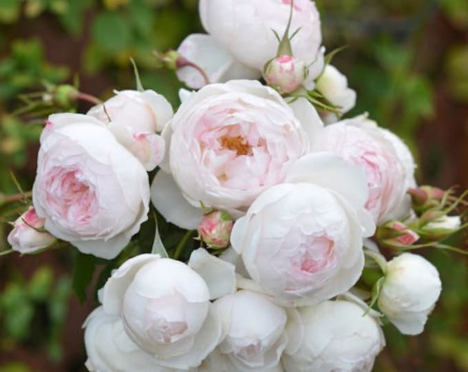 Arietta.japanese Rose. 小抒情曲 Climbing Rose. Continue Blooming. - Etsy