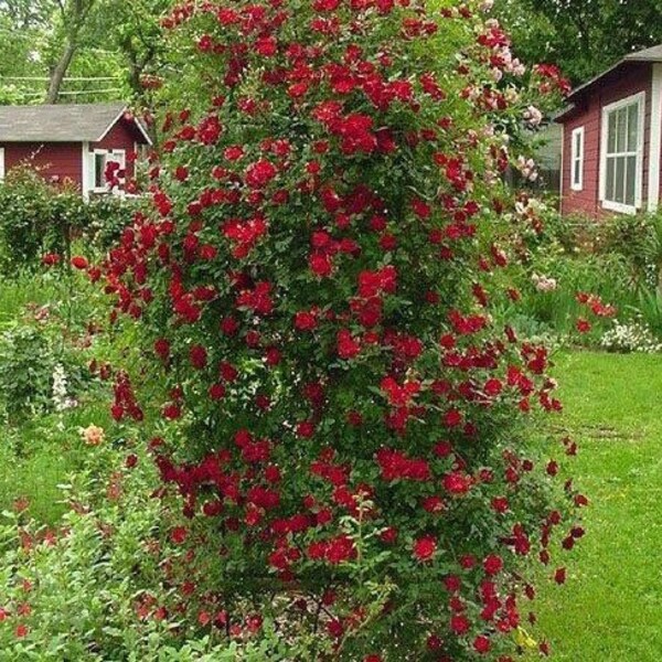 Climbing Rose - Etsy