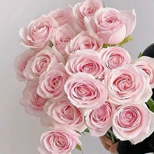 Pink Avalanche 粉红雪山 Pretty Cut Rose - Etsy