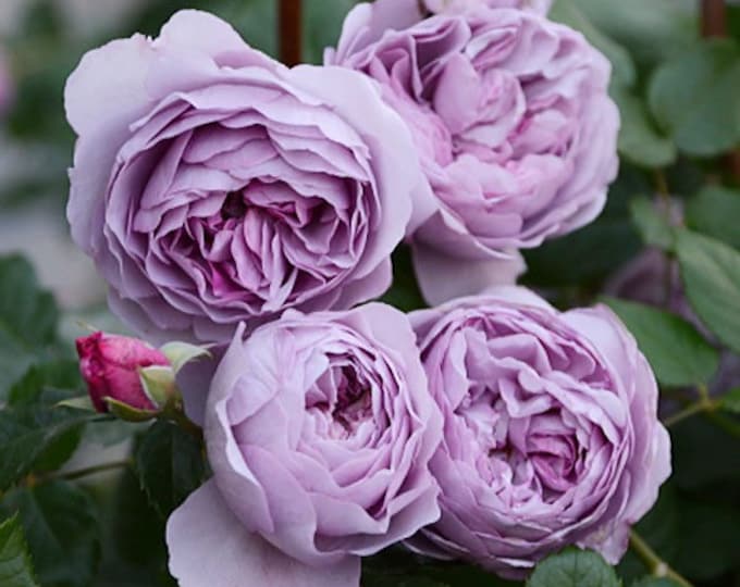 Lavender Flower Circus 薰衣草花环 Repeat Blooming Climbing Rose. - Etsy