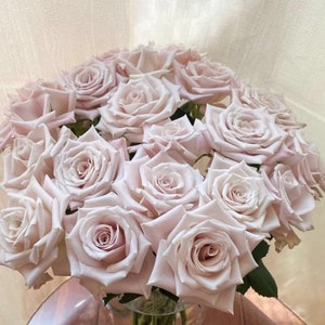 Rose Plant Menta. 曼塔. Cut Rose. - Etsy