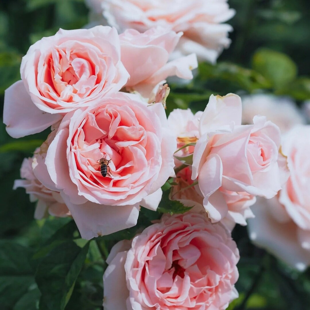 Rose Maxima Romantica. 极致浪漫. 范思哲continue Blooming. Disease - Etsy