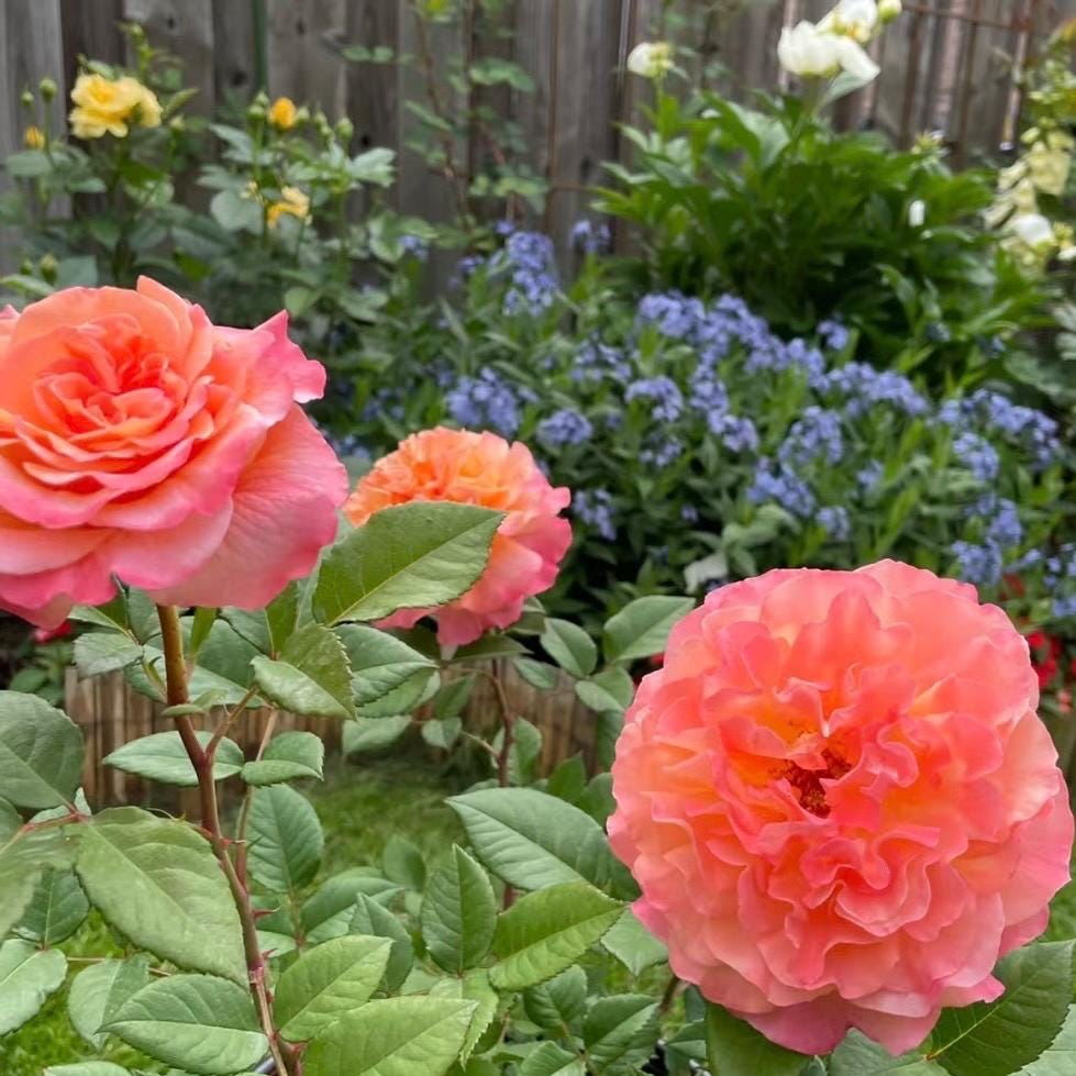 Rose Augusta Luis. 奥古斯塔. 路易斯. Strong Fragrance. Continue Blooming. Easy ...