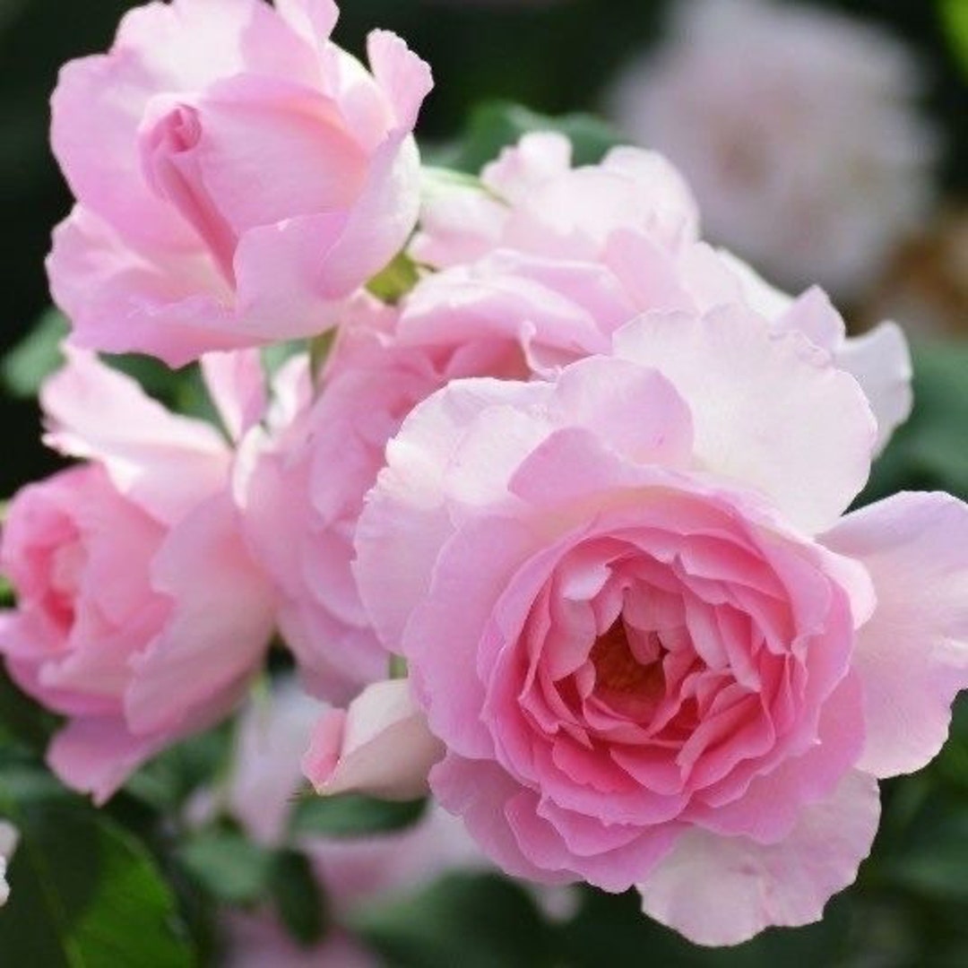 Rien Rose，绊，リアン・ローズ Japanese Rose. Continue Blooming. Fragrance. - Etsy