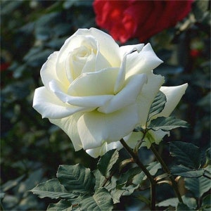 Rose Tineke. 坦尼克. Continue Blooming. Cut Rose. Light Fragrance ...