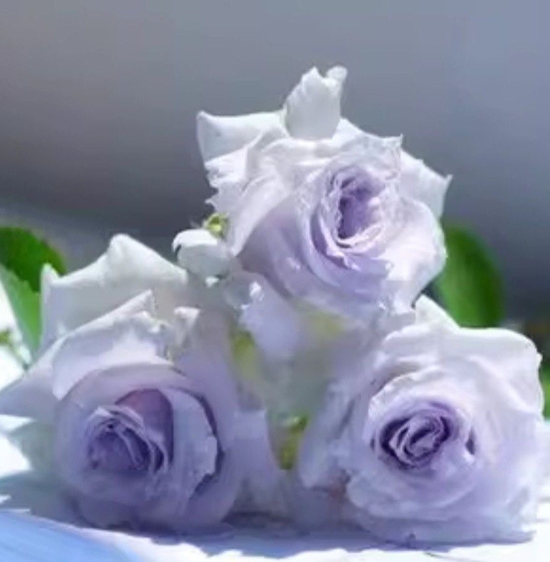 Grawn Blue大地之蓝蓝色格劳恩,rare Rose. Japanese Rose. Continue Blooming.own ...