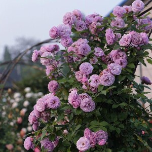 Lavender Flower Circus 薰衣草花环 Repeat Blooming Climbing Rose. - Etsy