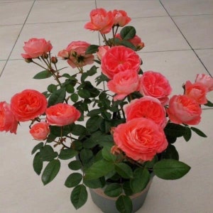 Nova King Terrazza. 诺娃阳台 - Etsy