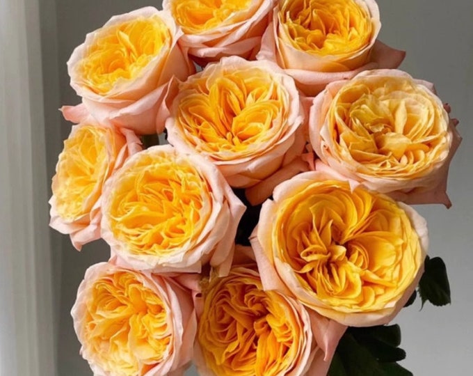 Rose Imagine . 想象 /入梦 New Cut Rose. - Etsy