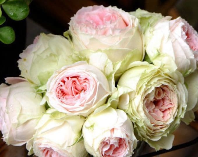 Rose Pomponella. 艾拉绒球. Small Climbing Rose. Continue Blooming. Easy ...