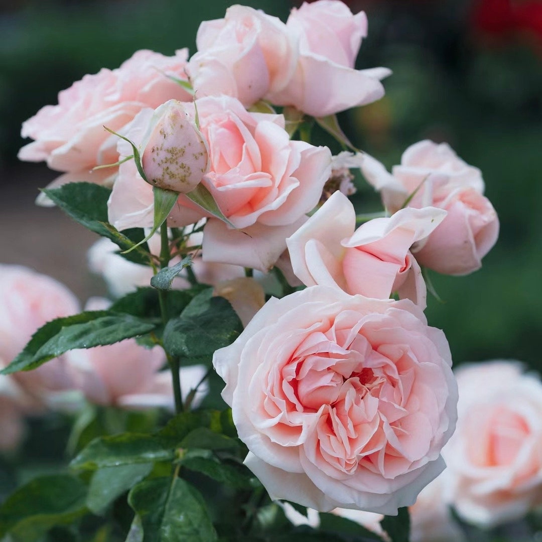 Rose Maxima Romantica. 极致浪漫. Continue Blooming. Disease Resistance. Own ...