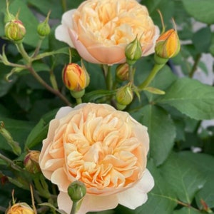 Rose Ronald 罗尔德 Free Priority Shipping. - Etsy